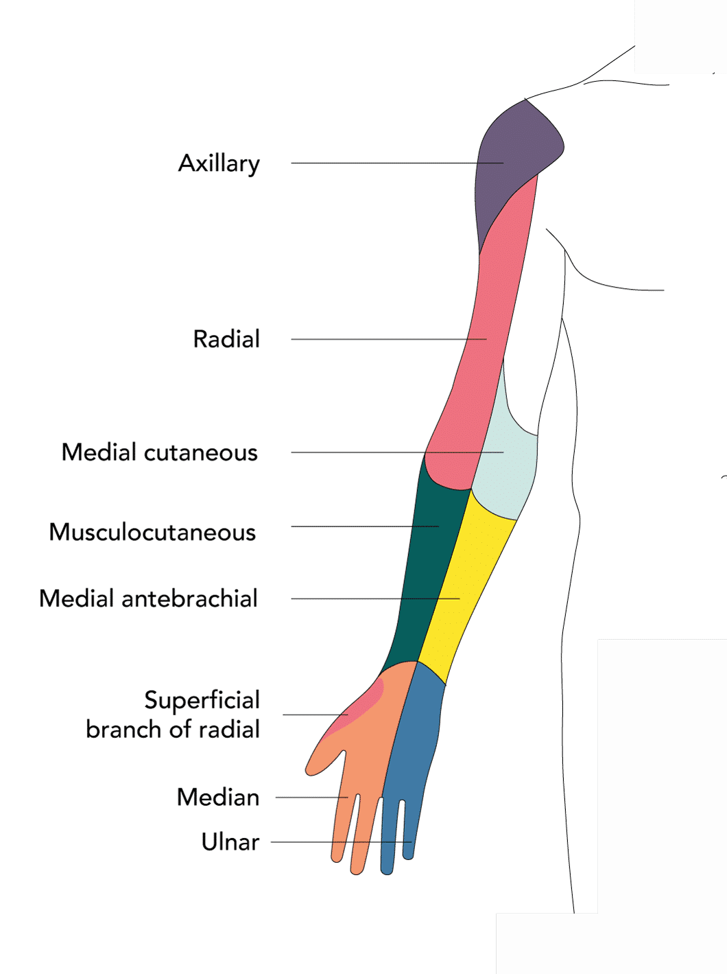 Supraclavicular Area Anatomy