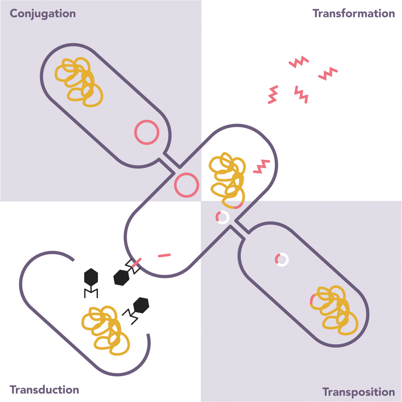 Antibiotic Resistance - theguidewire