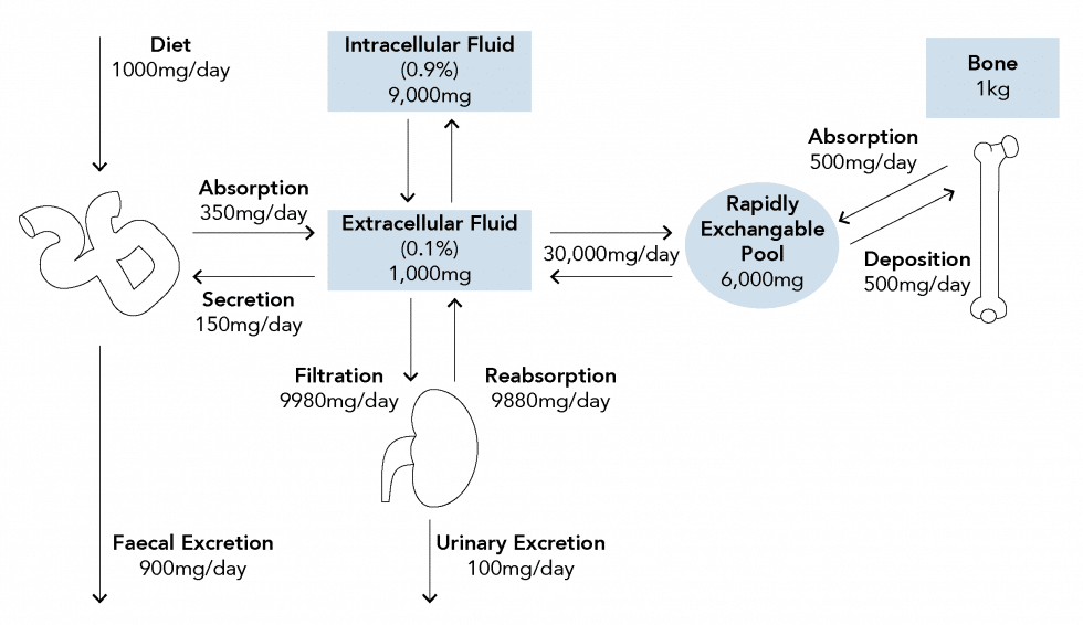 Calcium Physiology - theguidewire